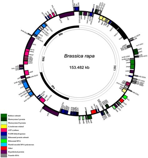 Circular Gene Map Of Brassica Rapa Chloroplast Genome The Thick Lines