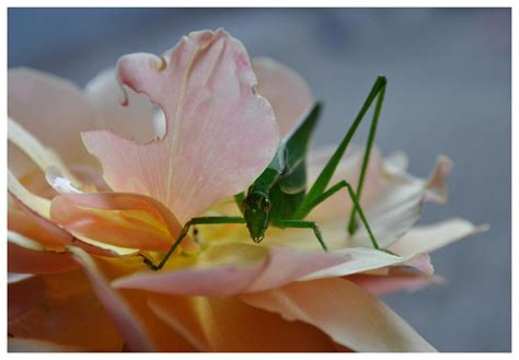 Ahh Grasshopper By Zorro29 On Deviantart