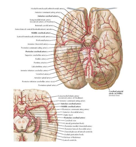 Arteries Of Brain Inferior Views Anatomy Medial Frontobasal