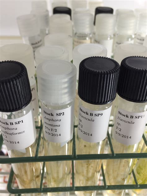Collections Utex Culture Collection Of Algae