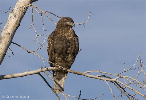 Immature Dark Morph Red Tailed Hawk Geraint Smith Photography