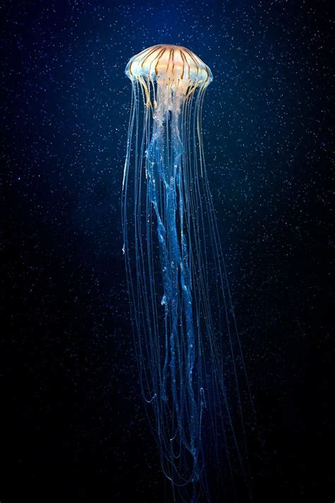 Bioluminescence Wallpapers Top Free Bioluminescence Backgrounds Wallpaperaccess