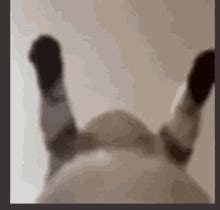 Cat Sex Gifs Tenor