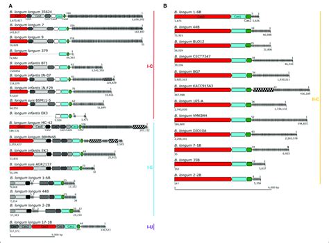 Crispr Loci In B Longum The Crispr Locus Of Each Strain Was