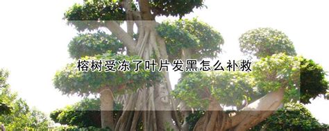 榕树受冻了叶片发黑怎么补救 发财农业网