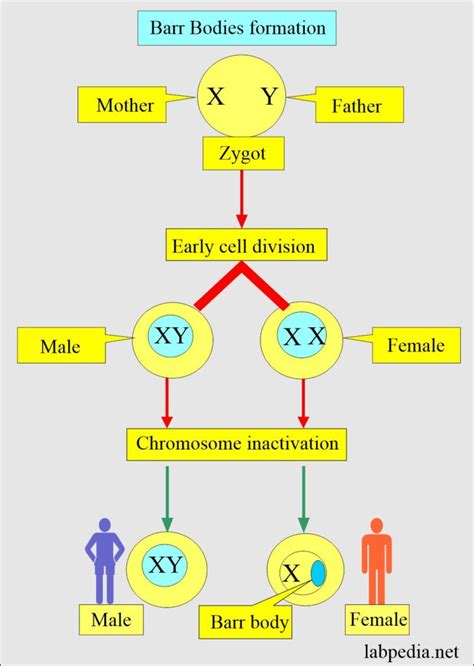 Barr Bodies Detection Sex Chromatin Body Nuclear Sexing And