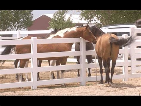 Mare Horse Winking Gic
