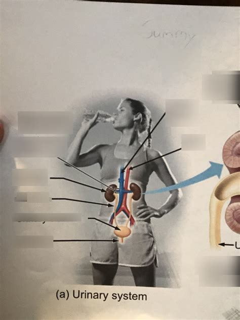 Urinary System Diagram Quizlet Urinary System Diagram Quizlet