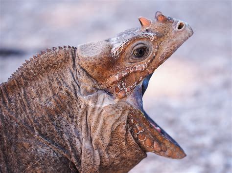 Dominican Republic Wildlife On Behance