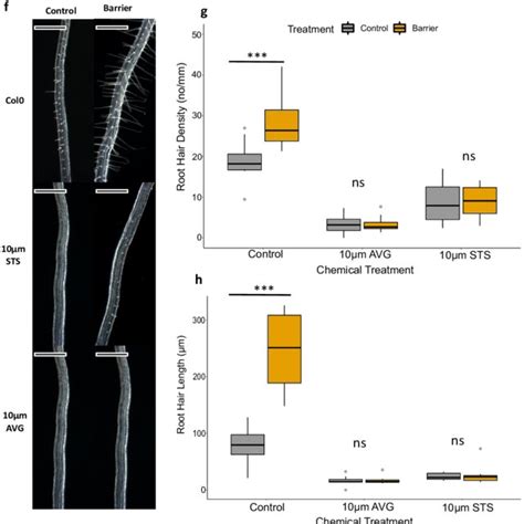 The Eect Of Avg And Sts On Root Hair Density And Length In Response