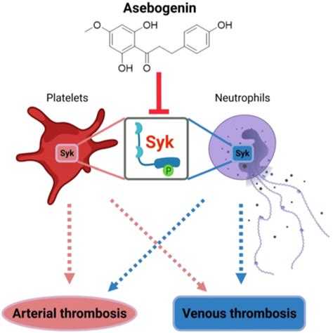 研究成果华中科技大学and嘉华药锐首次揭示asebogenin抗血栓作用 知乎 研究成果华中科技大学and嘉华药锐首次揭示asebogenin抗血栓作用 知乎