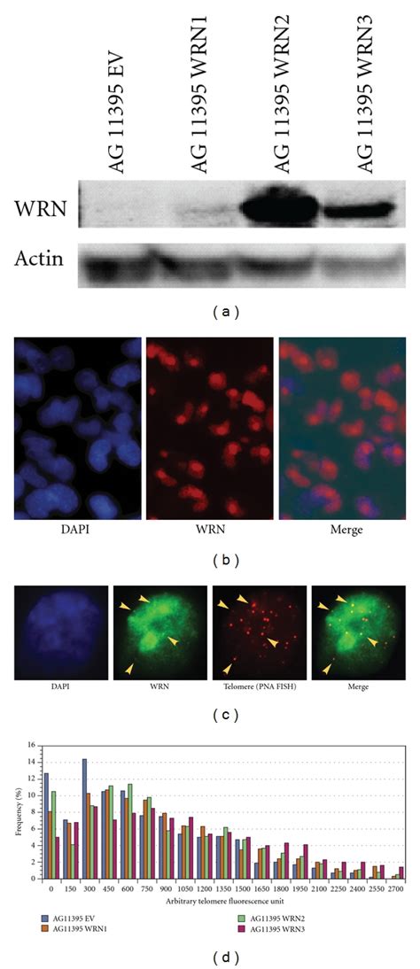 Wrn Expression In Ag11395 Cells A Western Blot Of Wrn Expression In Download Scientific