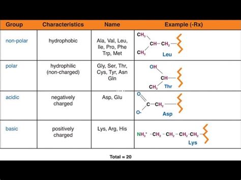 Polar Acidic Amino Acids