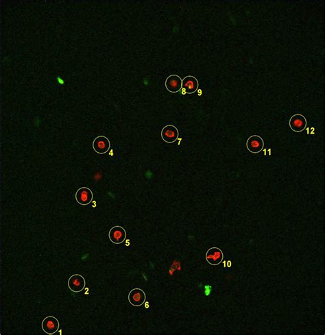 Chip Detects Microorganisms In Ambient Air Research News 09 2009 Topic 6