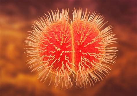 Méningite Planete Sante