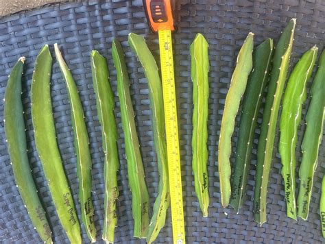 Dragon Fruit Cuttings 7 Rare Varieties 14 Cuttings — Pitaya Bundle