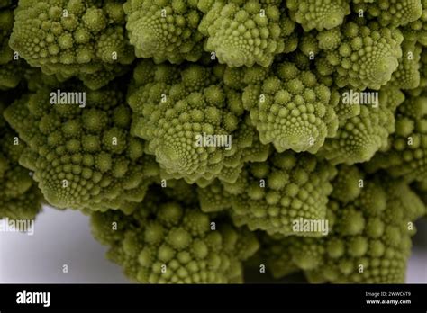 Macro Of A Biological Example Of Fibonacci Spirals And Fractals In