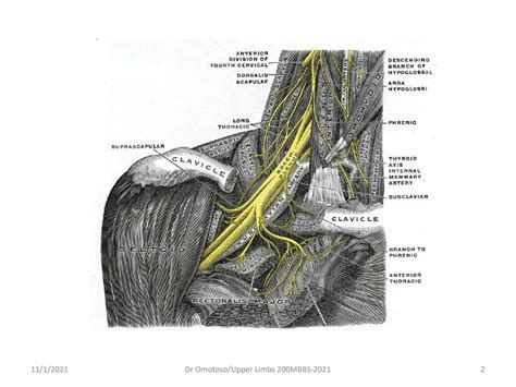 SOLUTION Brachial Plexus Studypool SOLUTION Brachial Plexus Studypool