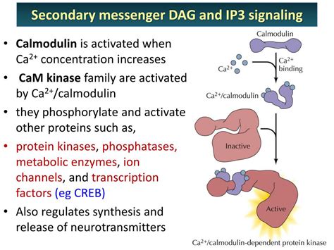 Ppt Cell Signaling Ii Signal Transduction Pathways Powerpoint Presentation Id 4116658