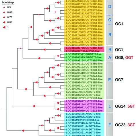 Phylogenetic Tree Of The Flavonoid Ugts A B C D E F L And R Are