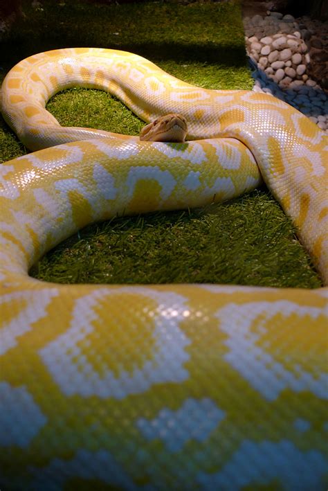 Big Yellow Snake Marco Bono Flickr