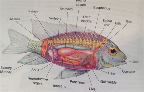 Diagram Of The Reproductive System Of A Fish Reproductive Ca