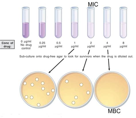 Minimum Inhibitory Concentration Mic And Minimum Bactericidal Concentration Mbc • Microbe Online