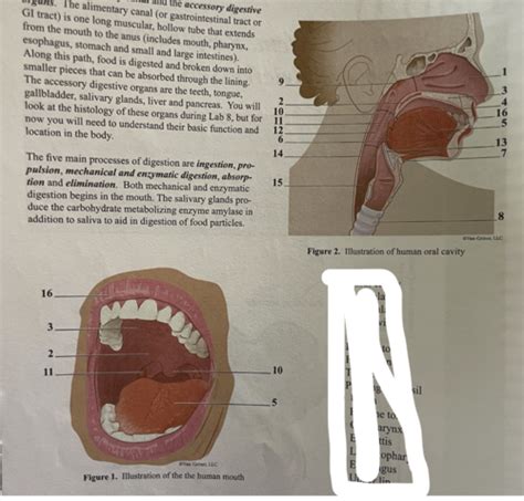 Biol 320 Quiz 6 Flashcards Quizlet