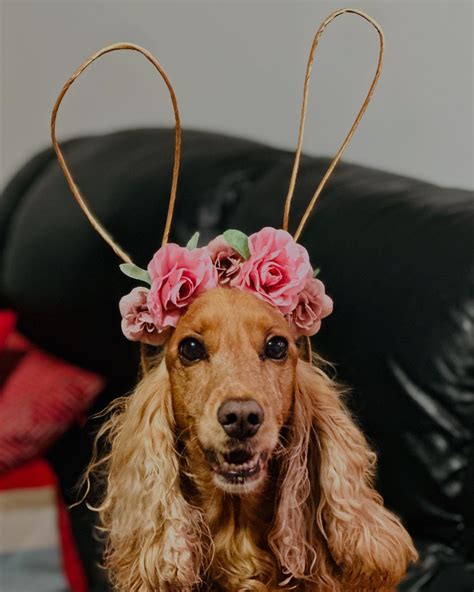 Indie The Cocker Spaniel Indiethecockerspaniel • Instagram Photos And Videos