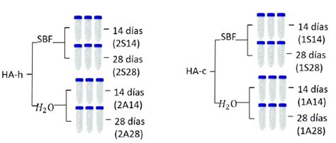 Bioactividad De Hidroxiapatita Obtenida A Partir De Cáscara De Huevo Para Uso Potencial Como