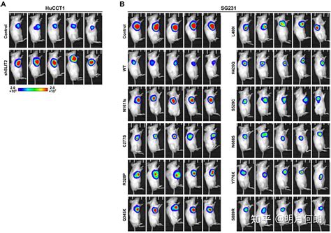 活体成像怎么定量 In Vivo Imaging？ 知乎