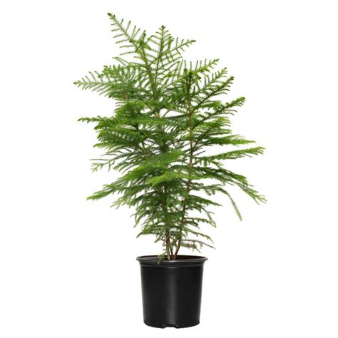 How To Grow Norfolk Pine Tractor Supply Co