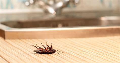 Roach Exterminator Fort Worth Tx Buzz Kill Pest Control