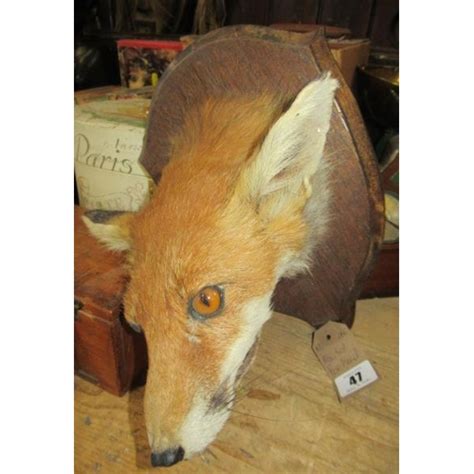 Mounted Taxidermy Fox Head