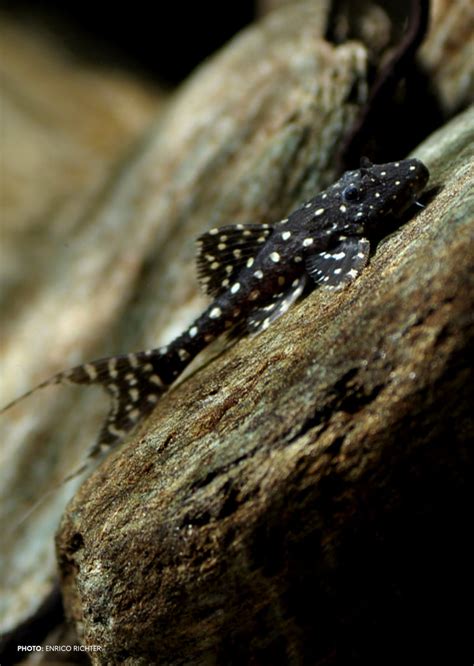 L155 Polka Dot Lyretail Pleco