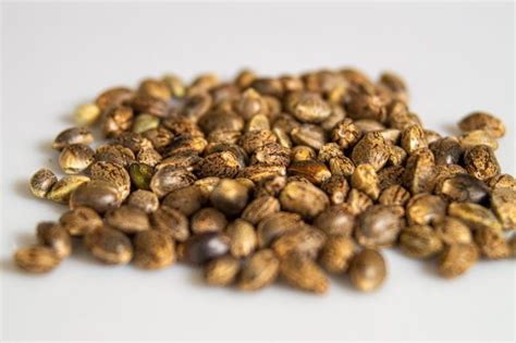 Reproduction Of Hemp Methods Differences Advantages