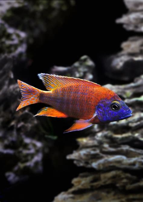 Peacock Red Rubin Cichlid Live Tropical Fish Uae Discusae