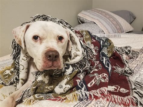 Never Forget To Tuck In Your Pup Scrolller