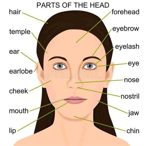 Parts Of Hair Diagram