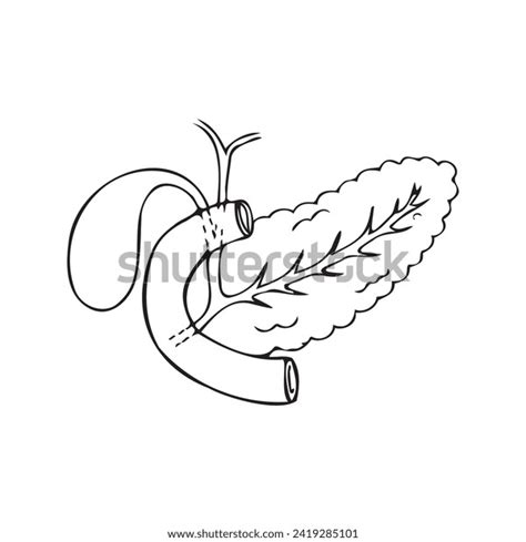 Linear Drawing Pancreas Duodenum Gallbladder Medical Stock Vector Royalty Free 2419285101