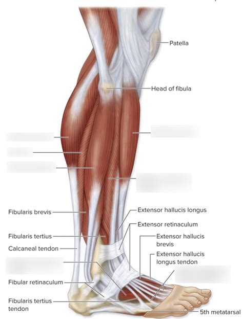 Anatomy Lateral Leg Diagram Quizlet