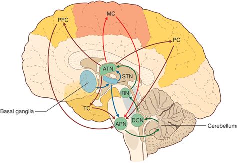 Cerebellar Cortex