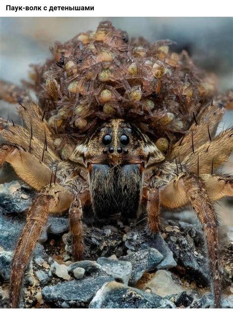 Паук волк - 65 фото