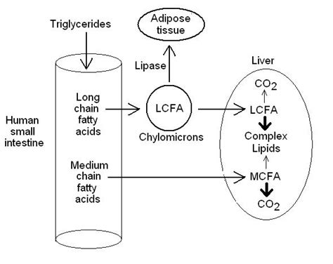 Fatty Acid Chain Length And Gi Absorption Site Mnemonics Epomedicine