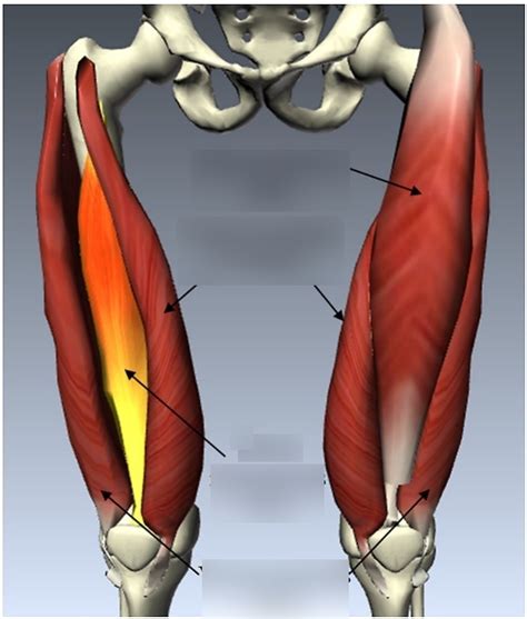Muscles Of Thigh Anterior View Diagram Quizlet