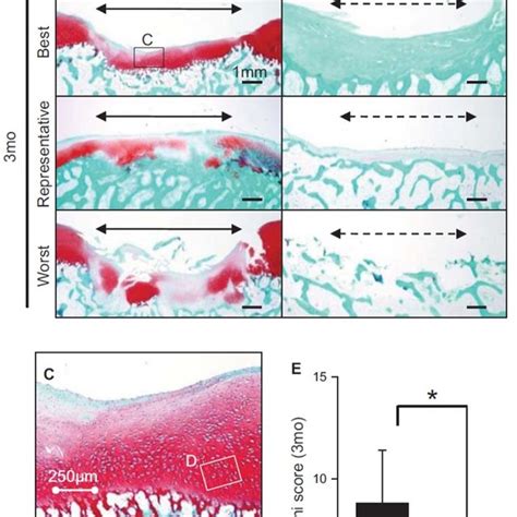 Histological Analyses Of Cartilage Defect Transplanted With Mscs Download Scientific Diagram