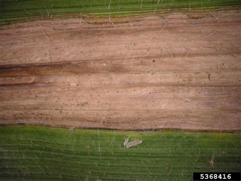 Dry Rot Of Ears And Stalks Of Maize Stenocarpella Macrospora