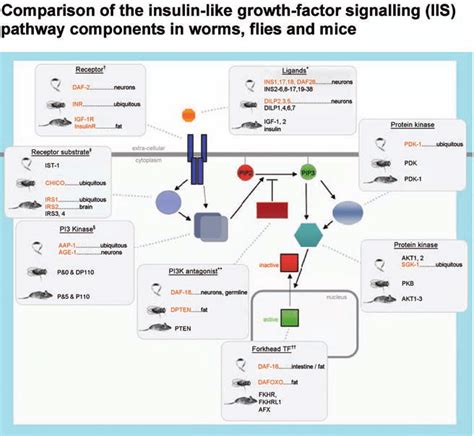 4 A Comparison Of The Insulin Like Growth Factor Signaling Iis Download Scientific Diagram