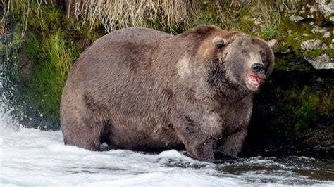 The Glory Of Otis Fattest Of The Fat Bears