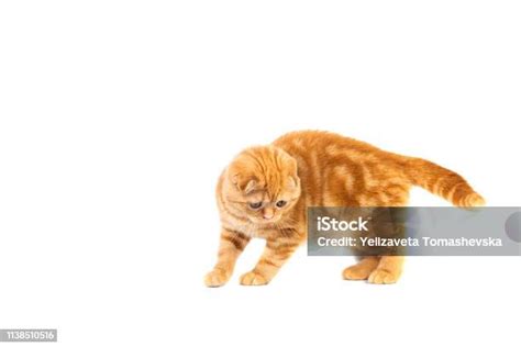 스코틀랜드 배 작은 귀와 흰색 고립 된 배경에 큰 전체 길이 눈 줄무늬에 짧은 머리 붉은 색의 아기 고양이 빨강에 대한 스톡